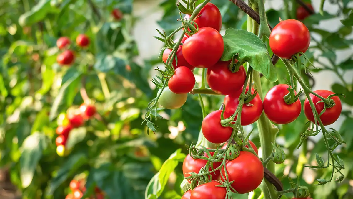 A Guide to Watering your Tomato Plant for Maximum Yields and Quality ...